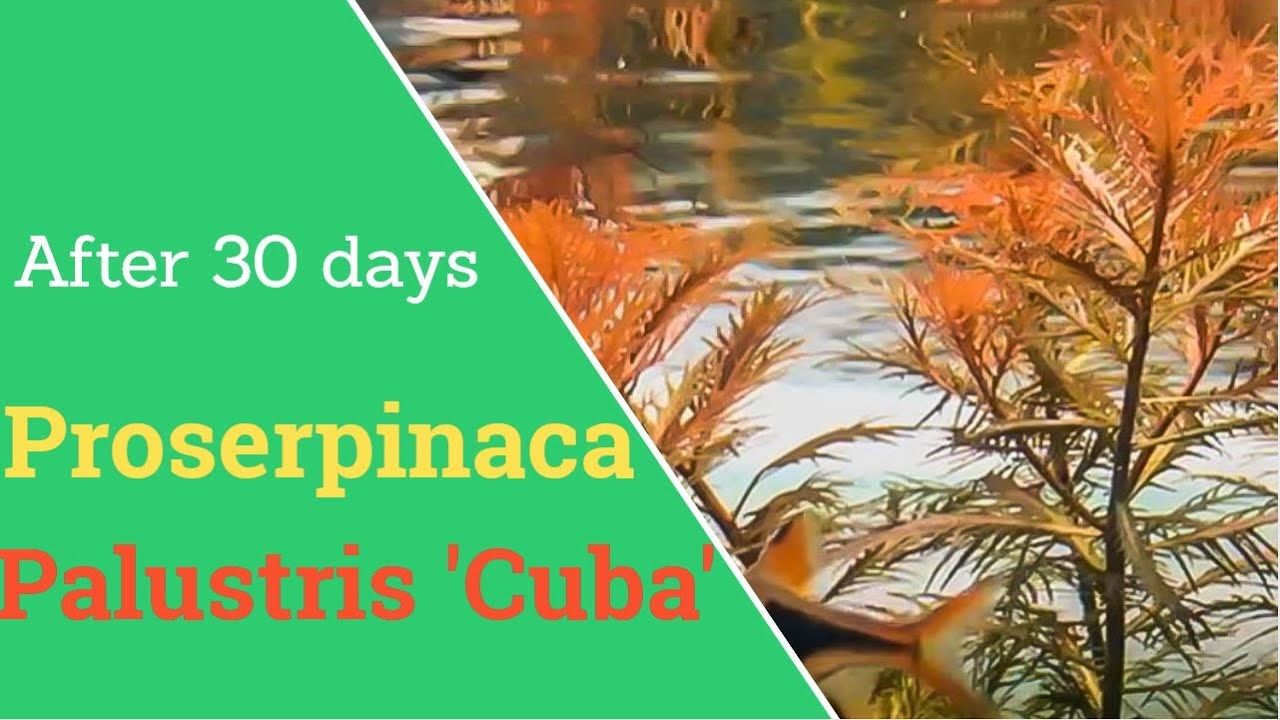 Proserpinaca Palustris cuba 30 day timelapse - Mermaid Weed - YouTube