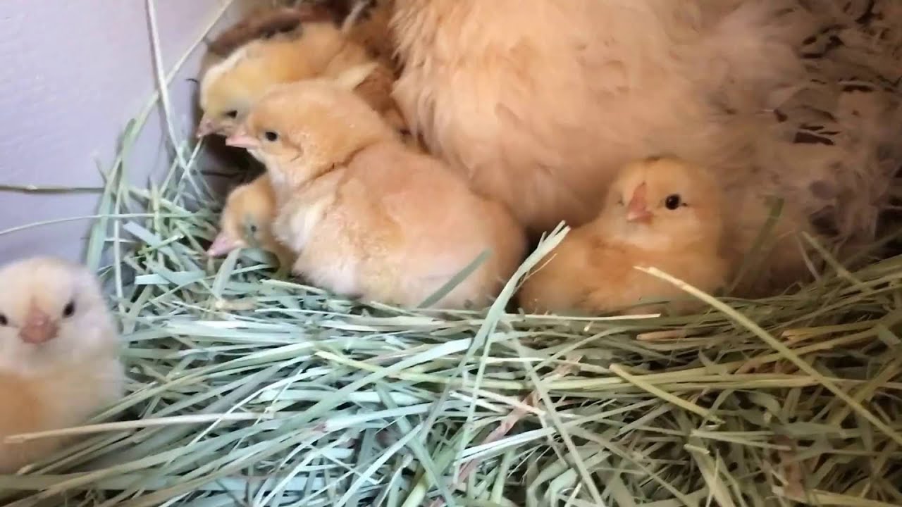 Chicks Hatched One Day Early - YouTube