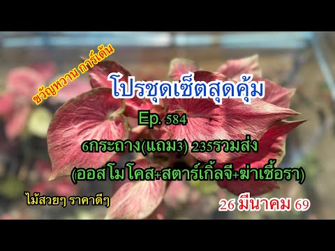 🌺🍁โปรชุดเซ็ตสุดคุ้มEp.584🌺🍁 26 มีนาคม 2569☎️094-5323653 #บอนสี  #บอนสีขวัญหวานการ์เด้น