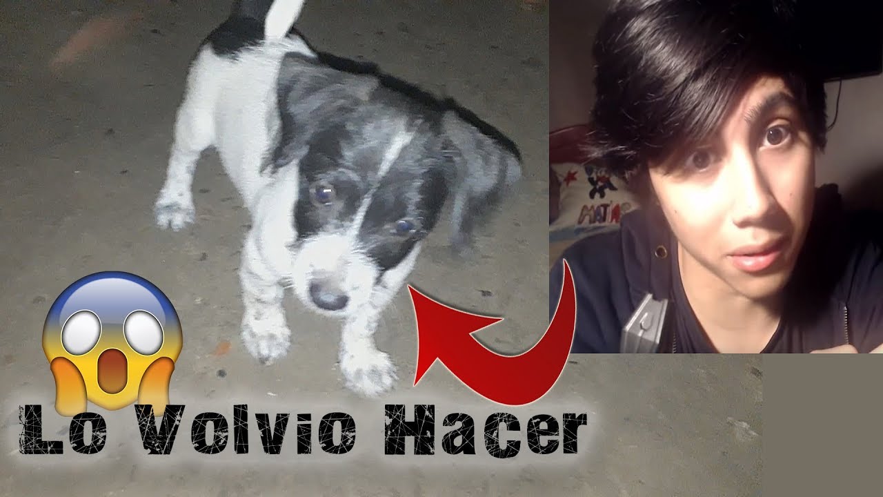 Lo Volvio Hacer Peluchin Entertainment Pero Con Un Perrito - YouTube