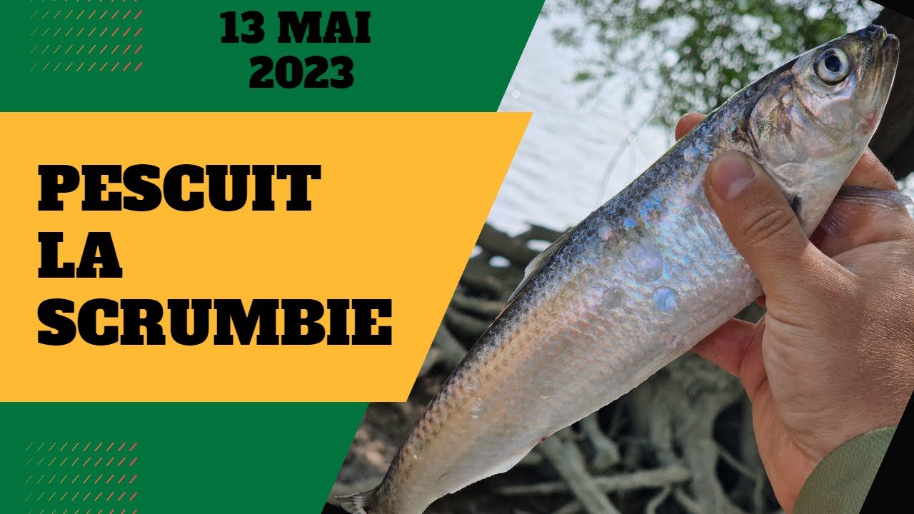 Pescuit la Scrumbie o partida scurta de cateva ore - YouTube