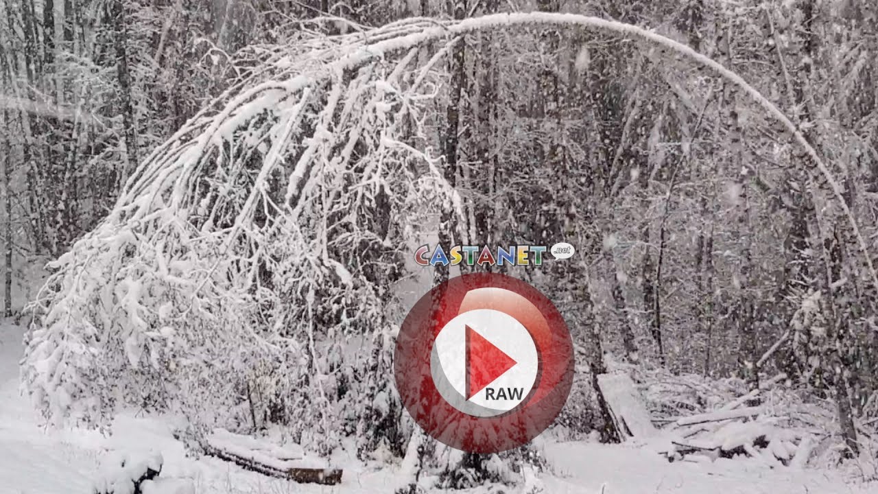 Snow snaps tree in woods - YouTube