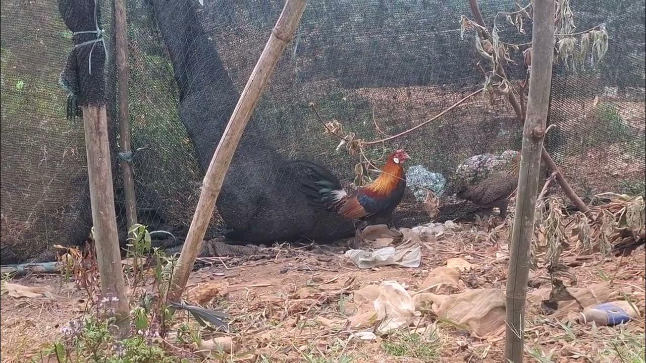 saib kuv tus lau qaib qus nawb 2025 - YouTube