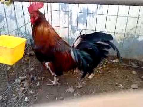 Mi gallo kelso patas blancas - YouTube