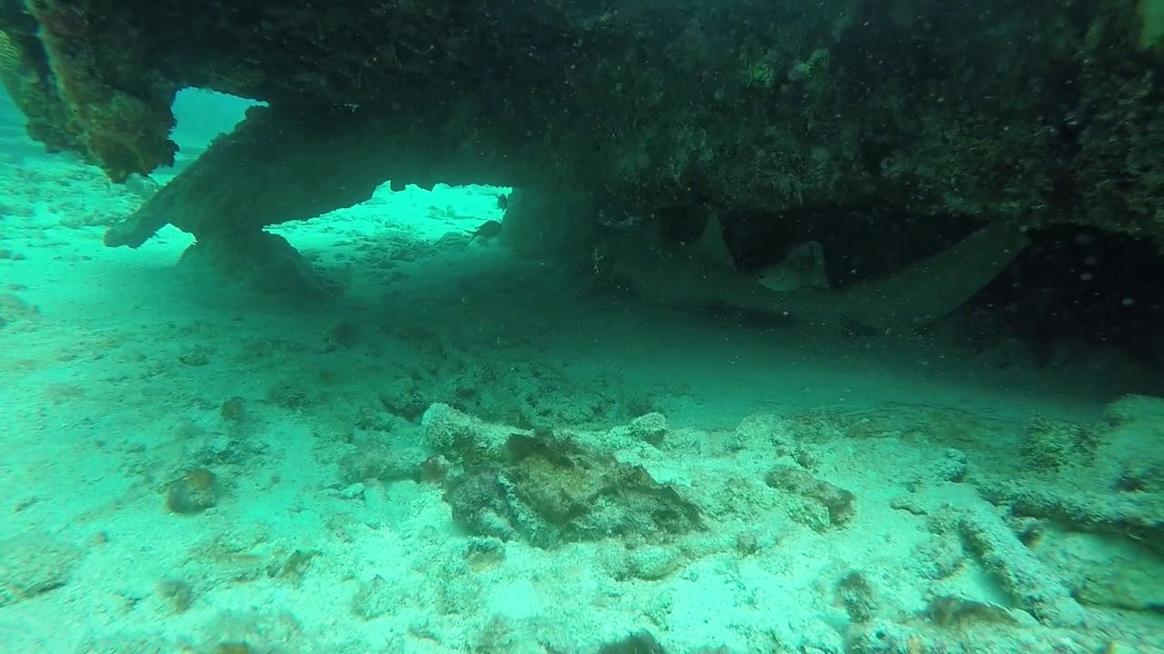 Tubarao Lixa - Ginglymostoma cirratum - YouTube