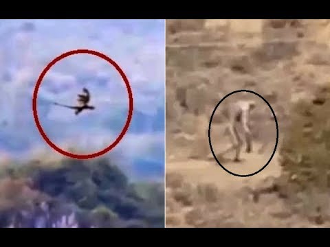 10 Giant Creatures Caught on Camera 😮 😱 - YouTube