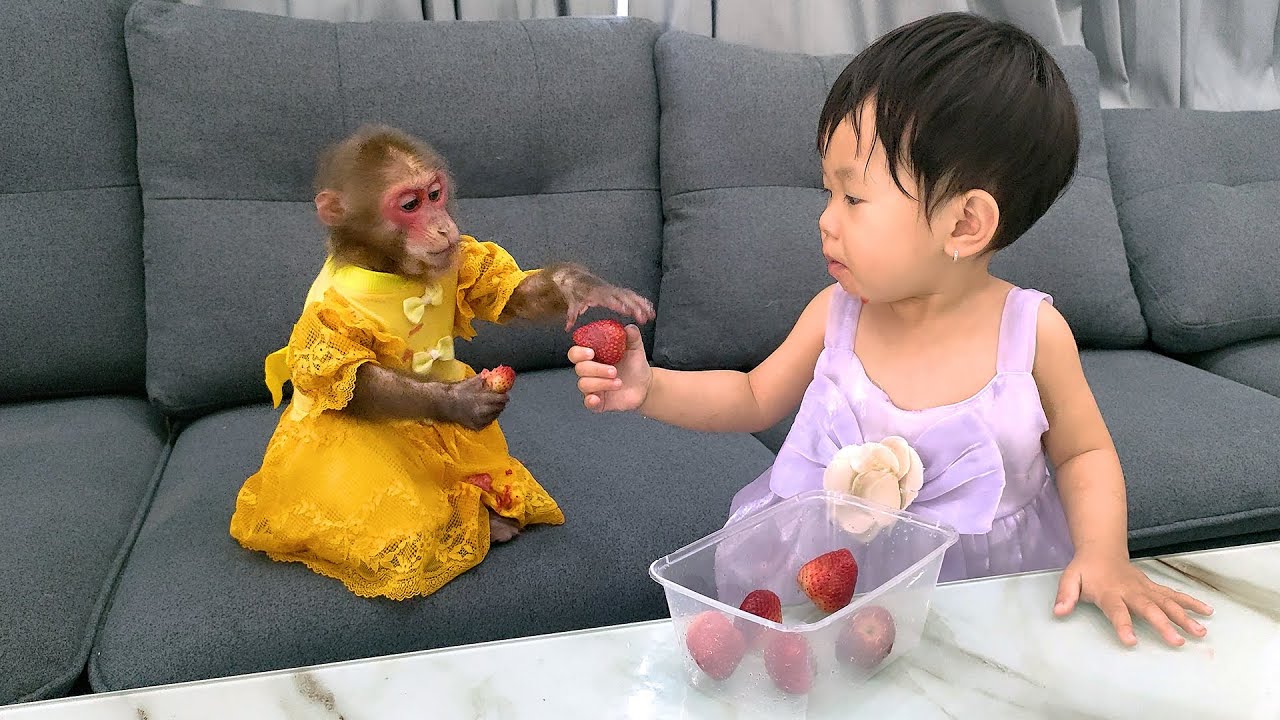 Monkey Kobi is conscious of taking care of herself when mom is busy ...