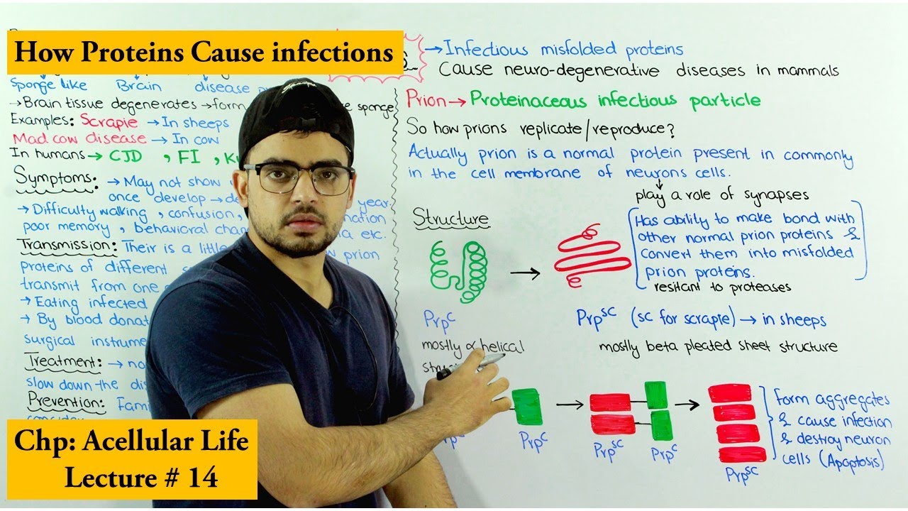 Prions | Proteinaceous infectious particles | Spongiform Encephalopathy ...