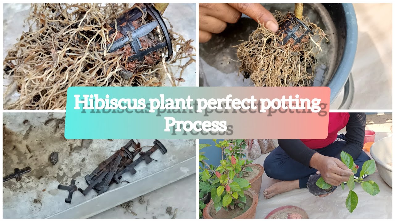 hibiscus plant potting and care/java kusum paudha ki potting or sahi ...
