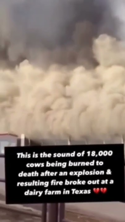 Horrifying Sound Of 18,000 Cows Being Burned To Death After Explosion ...