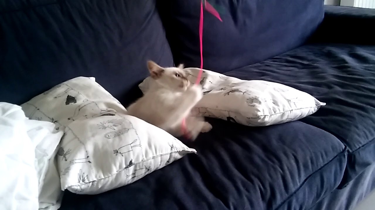 Chat + ficelle = 2 manière de l'utiliser - YouTube