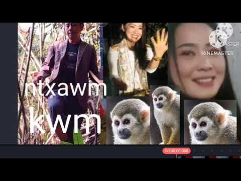 XOV xwm tham txog ntxawm kwm thab plaub dag noj dag haus - YouTube