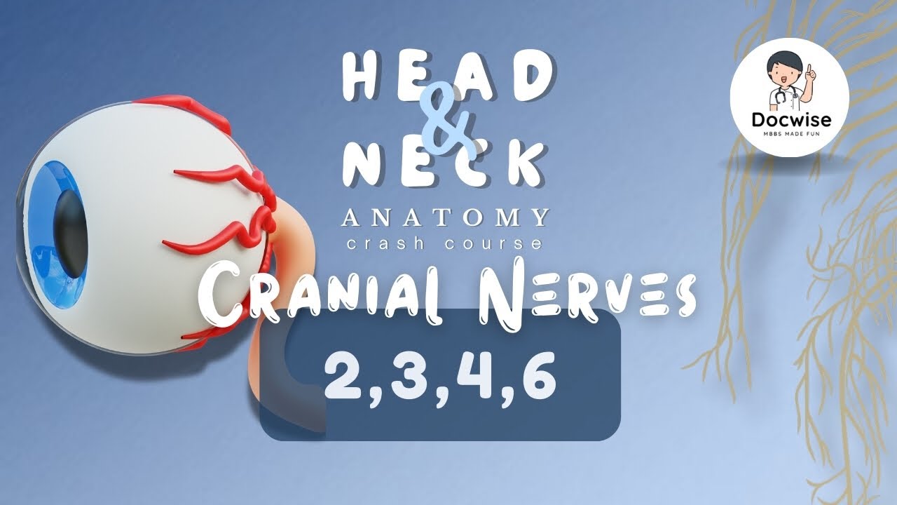 Cranial Nerves # 2,3,4,6 | Head and Neck Gross Anatomy Crash Course ...