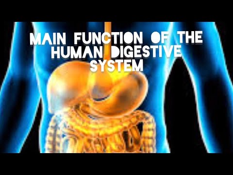 The Digestive system। main functions of human digestive system। - YouTube
