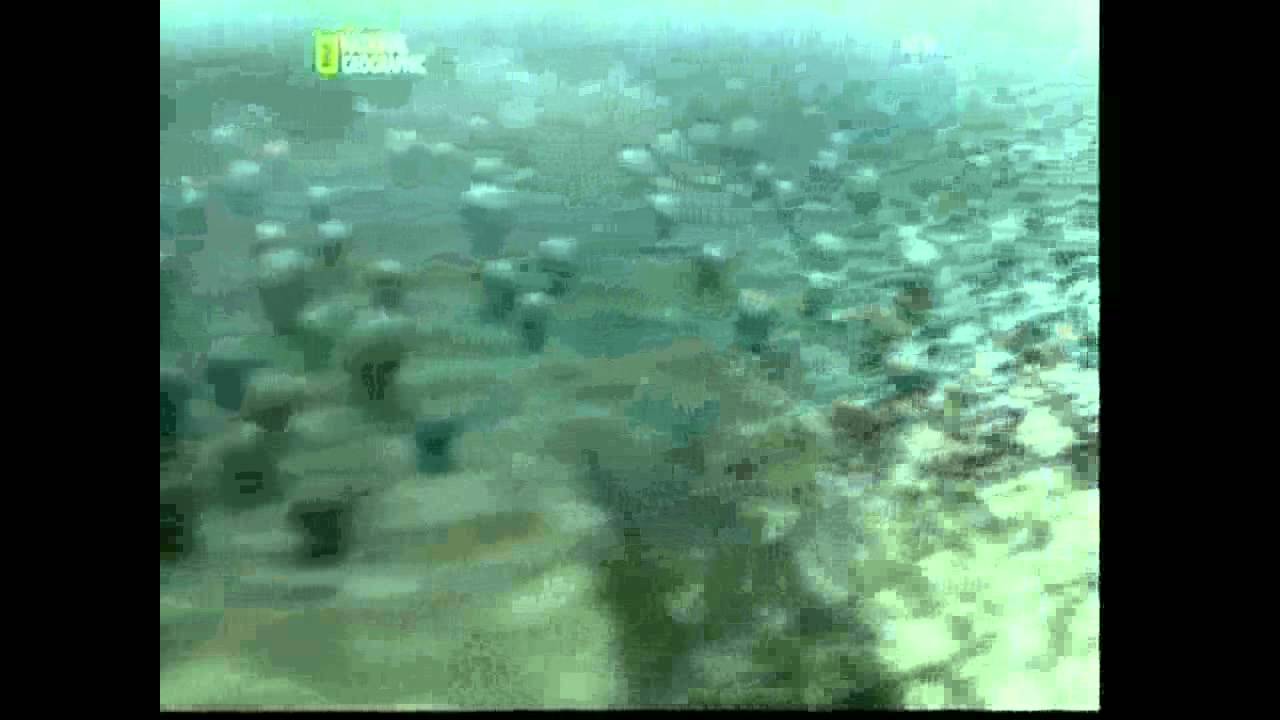 The Story Of Earth Part 2 of 10 - YouTube