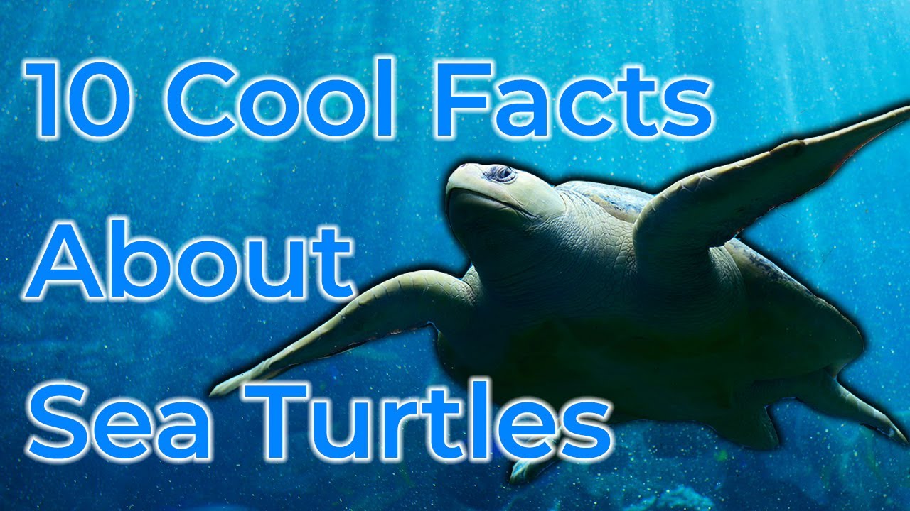 Strange Facts About Sea Animals