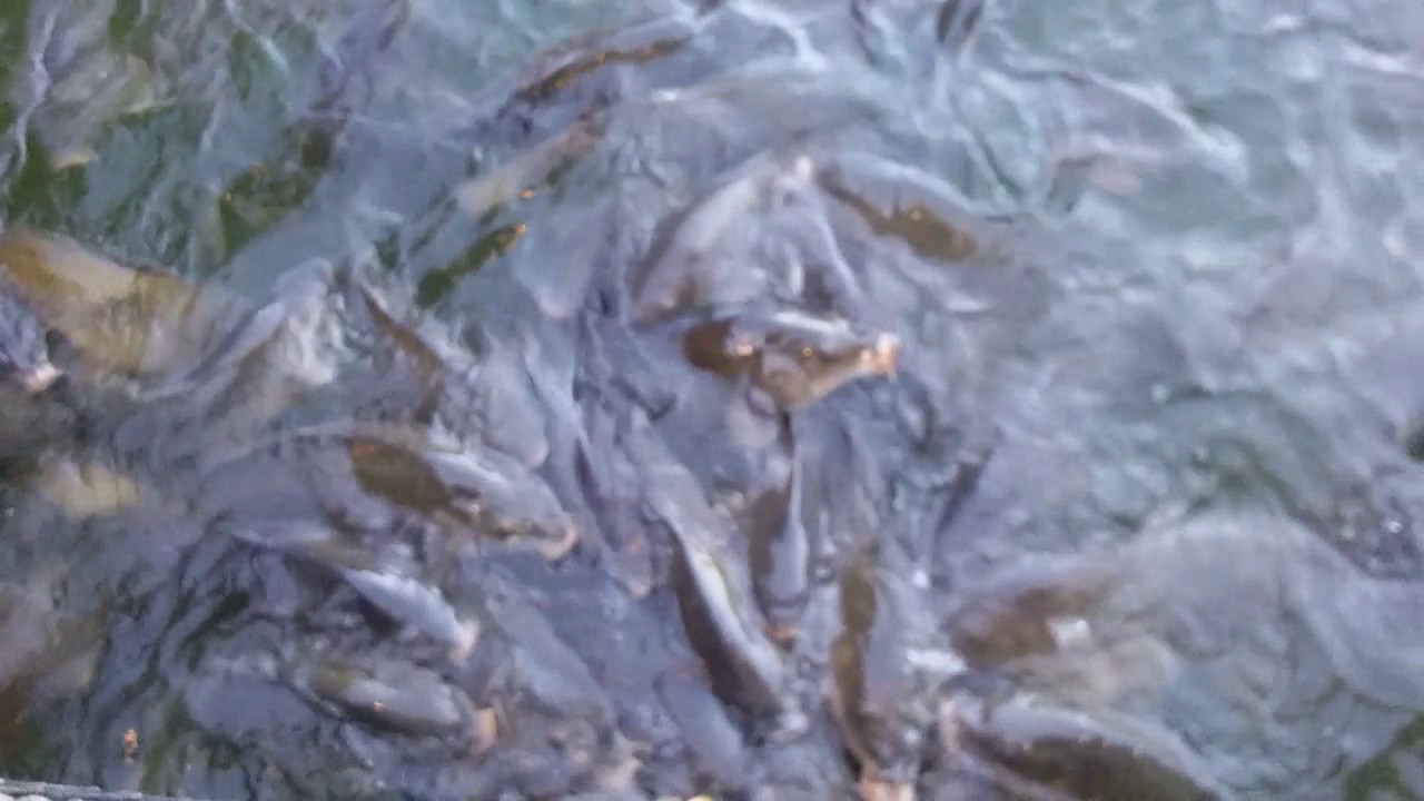 Fish At Blue Gill Grill - YouTube