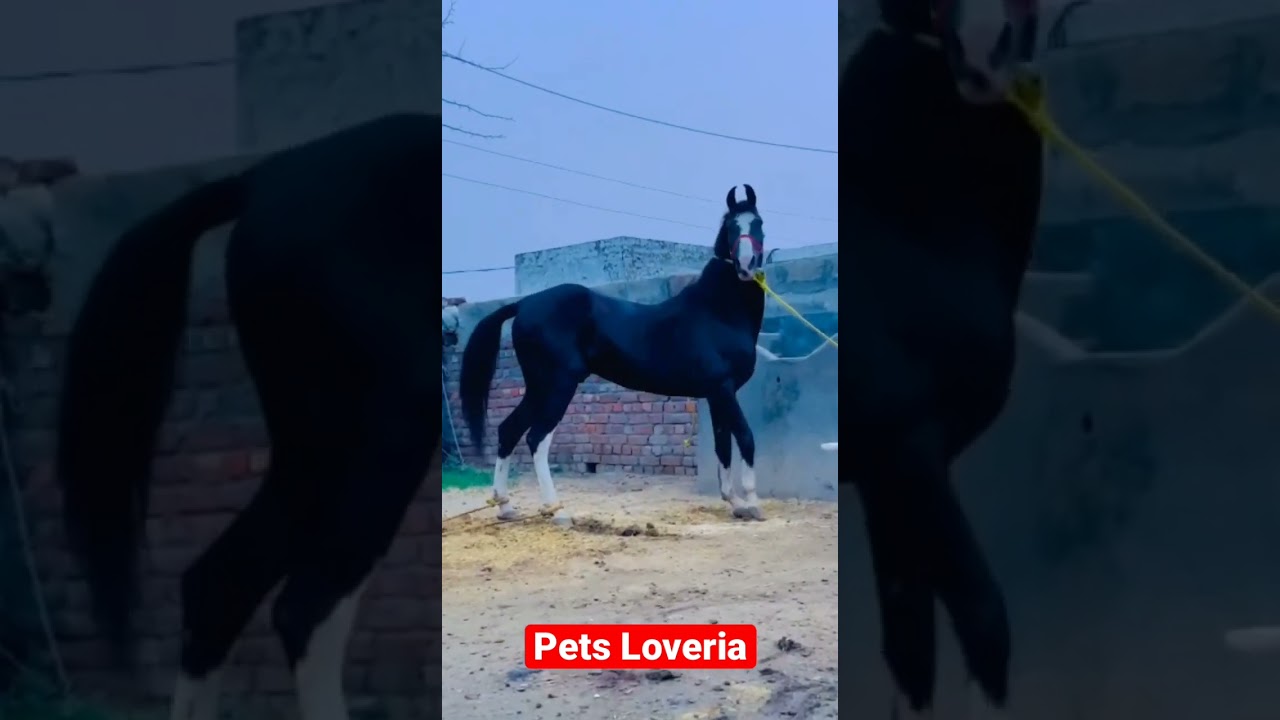 Shire Gelding Sampson Tallest Horse In The World - YouTube