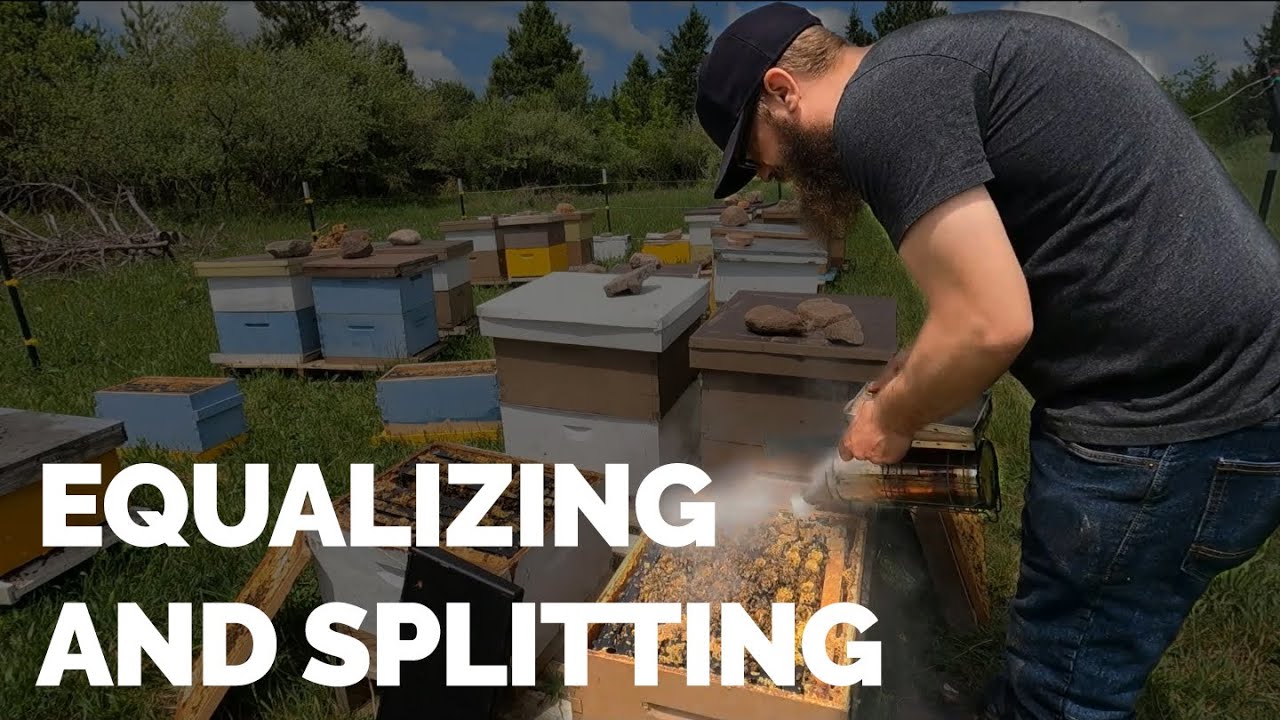 A Look At My Whole Day Equalizing And Splitting Hives - YouTube