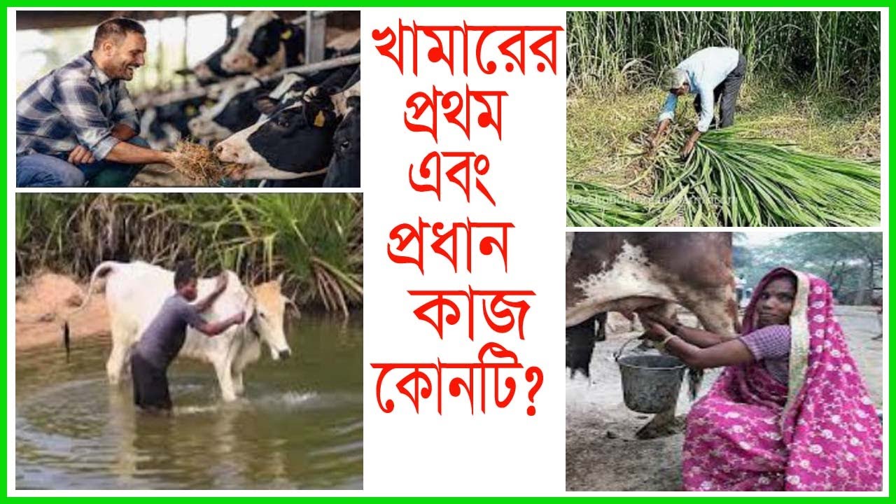 একটি গরুর খামারে প্রথম এবং প্রধান কাজ কি? Krishi o Krishok | - YouTube