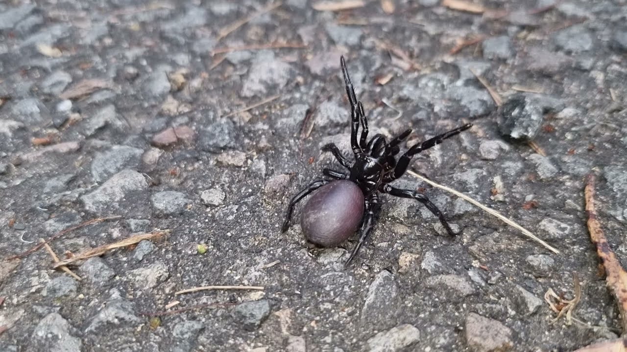 Sydney Funnel Web Spider (Atrax Robustus) - YouTube