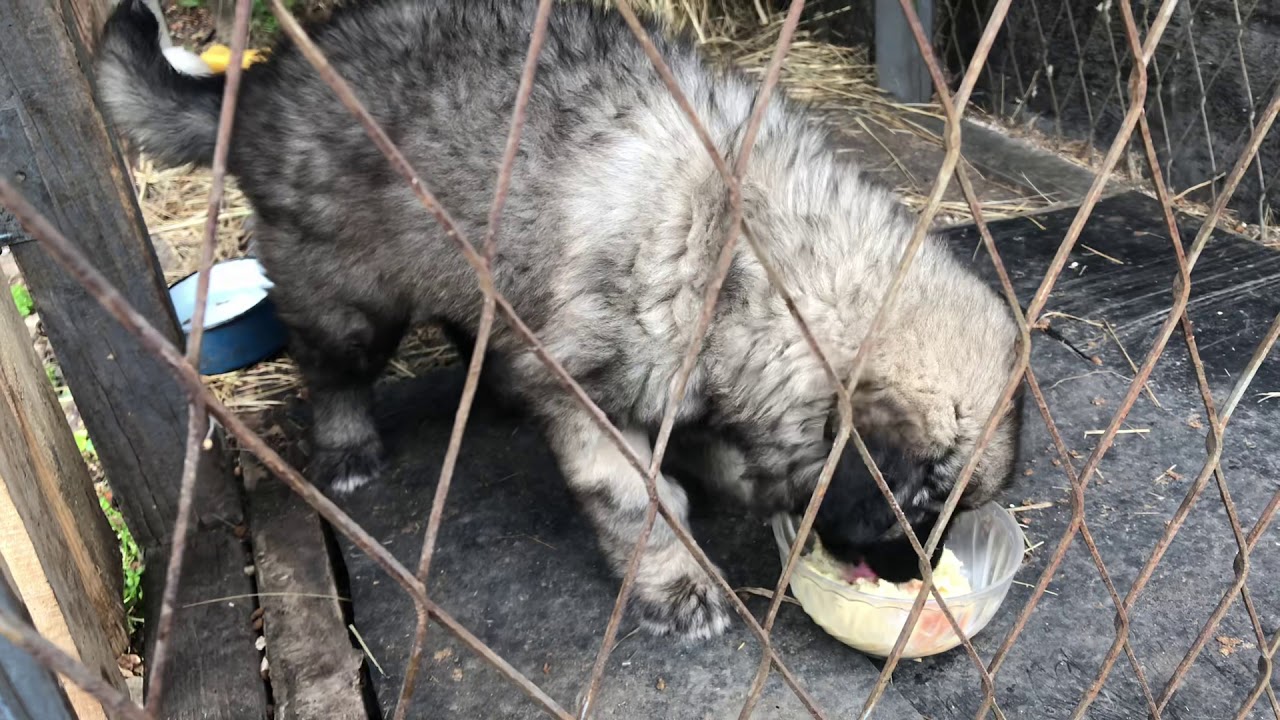 Izlečili smo Mališu od parvorivoze ( Macija kuga ) - YouTube