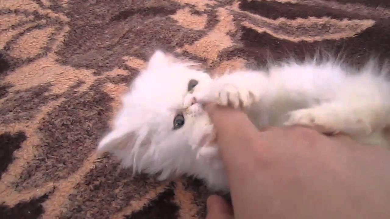 Samira - persana alba - YouTube