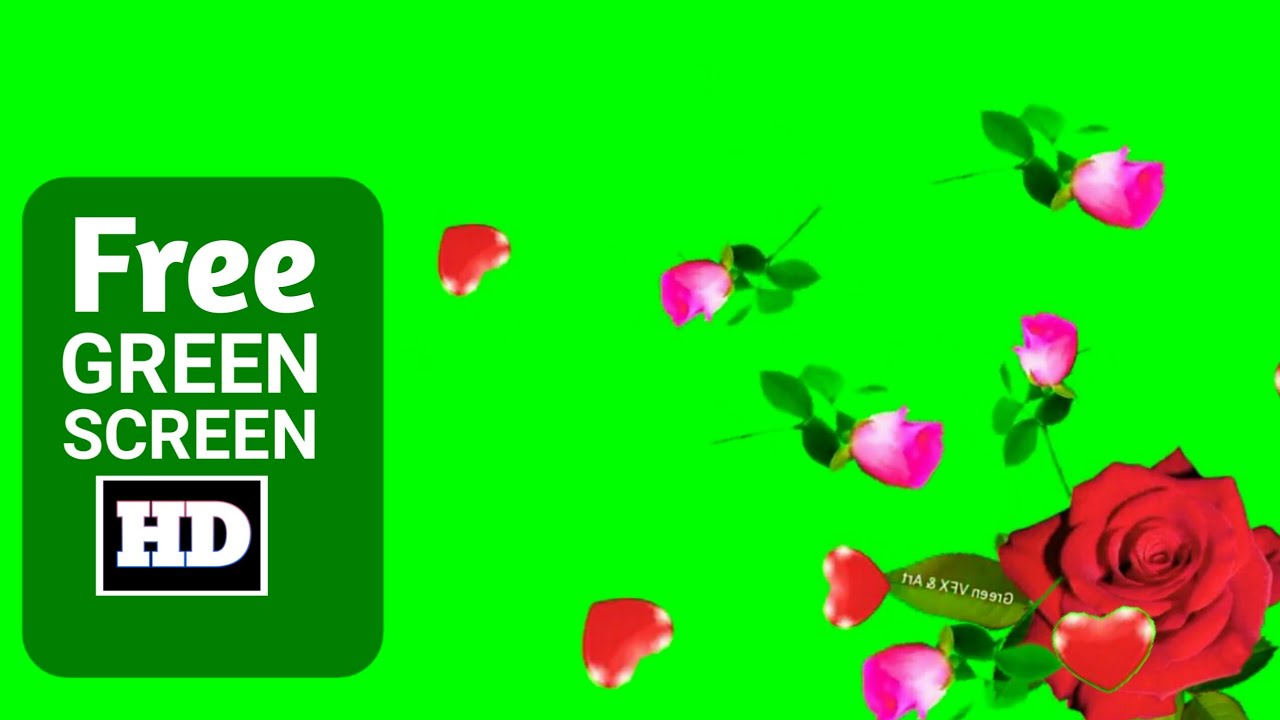 Rose falling free green screen video | flower green screen effects ...