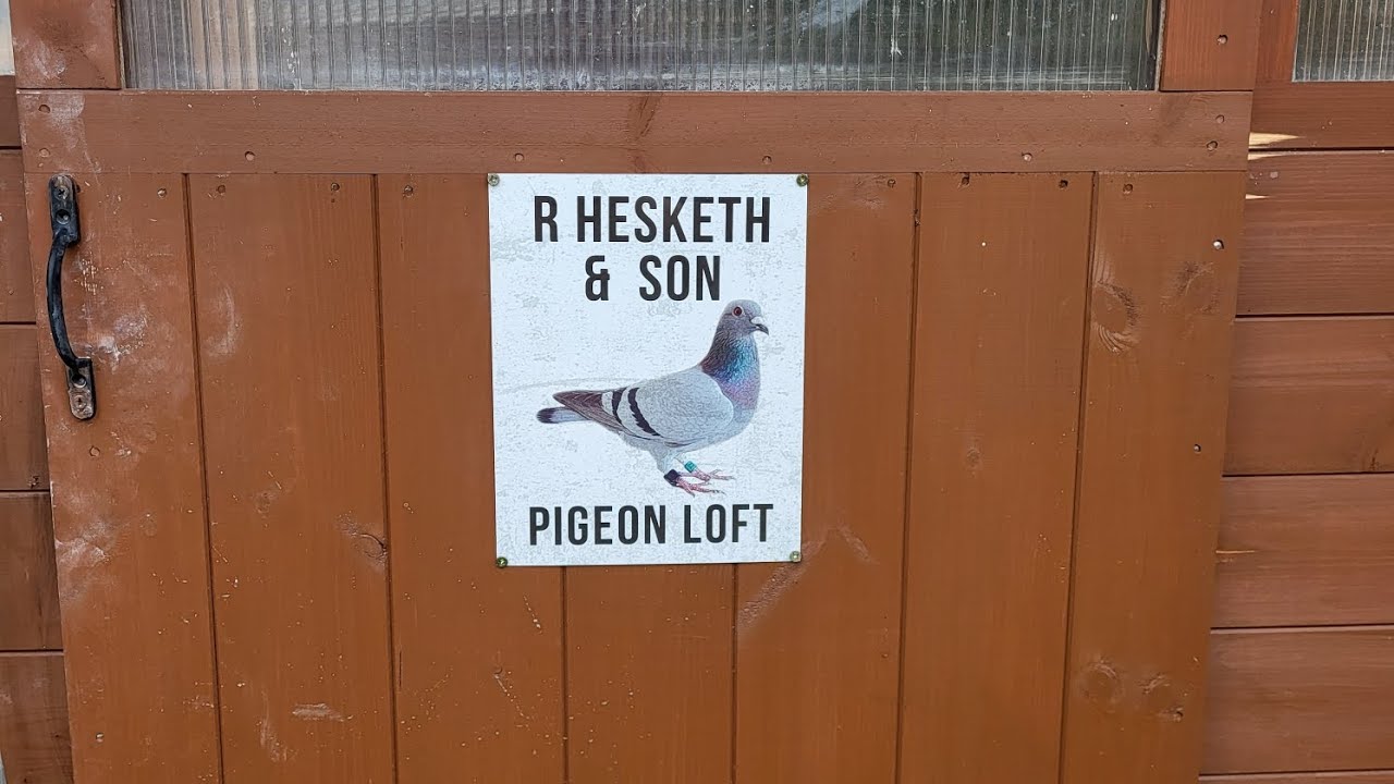 How to vent trim a pigeon . - YouTube