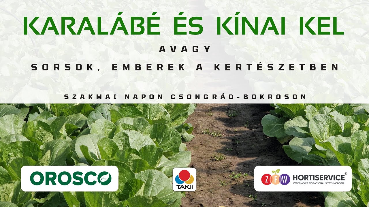 Karalábé és kínai kel: Sorsok, Emberek a kertészetben - YouTube