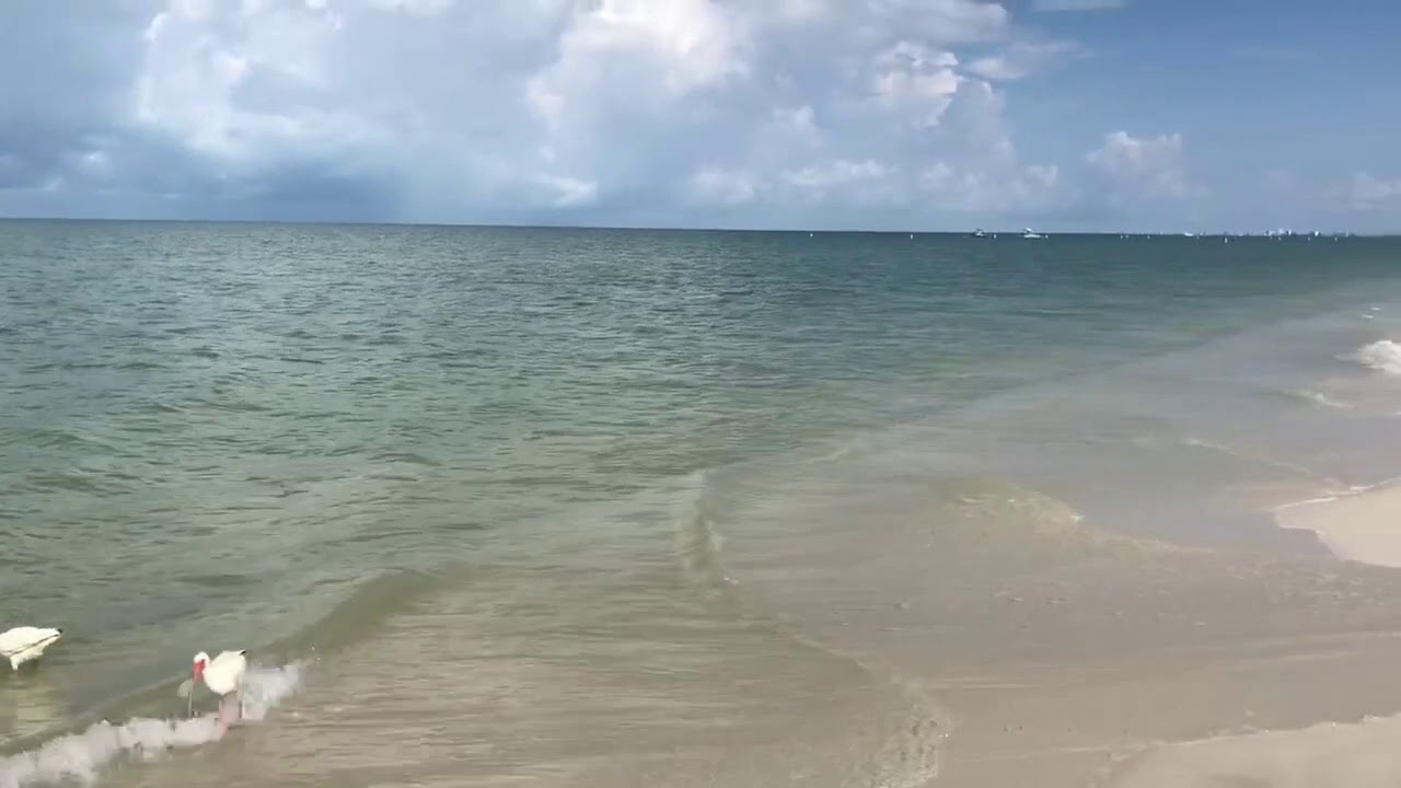 Sanibel Island White Ibis BEACH - YouTube