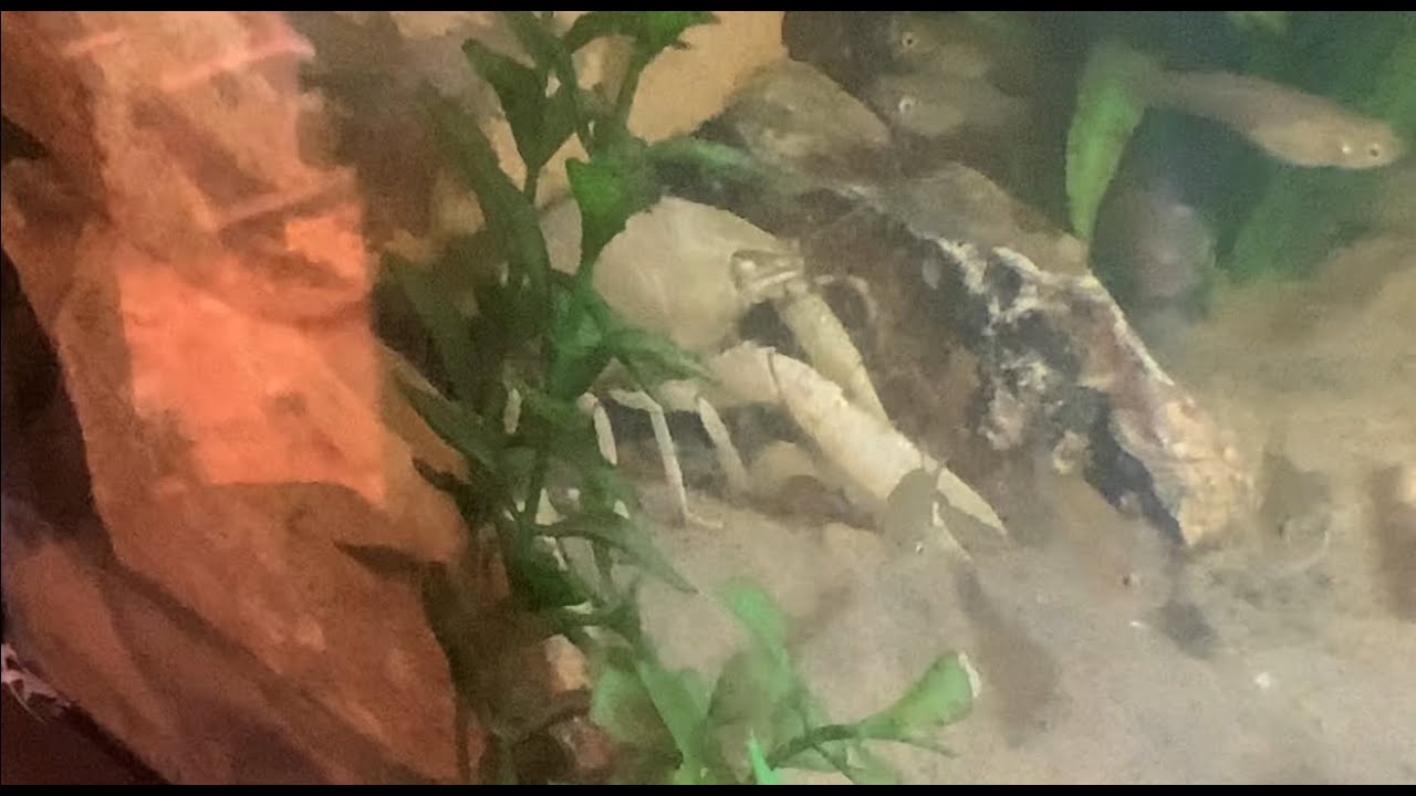 Baby crawfish making the tank better for all my crawfish - YouTube