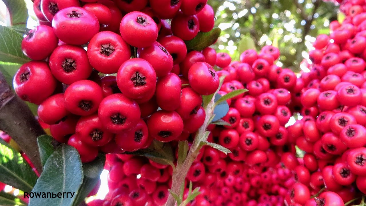 Look Japan.. ROWANBERRY TREE - YouTube
