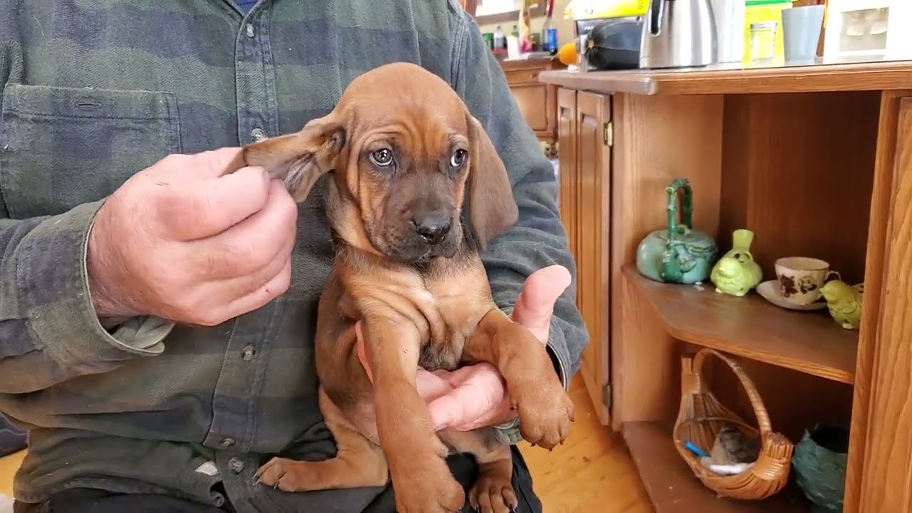 Redbone Coonhound cutie. Female chip 408 - YouTube
