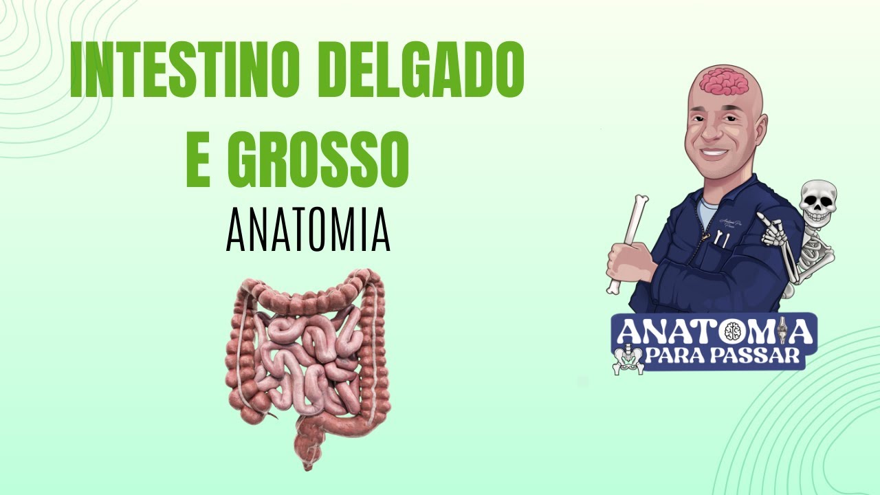 Anatomia do intestino delgado e grosso - YouTube