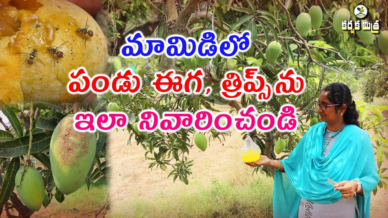 మామిడి తోటల్లో పండు ఈగను నివారించండి || Integrated Fruit fly Management ...