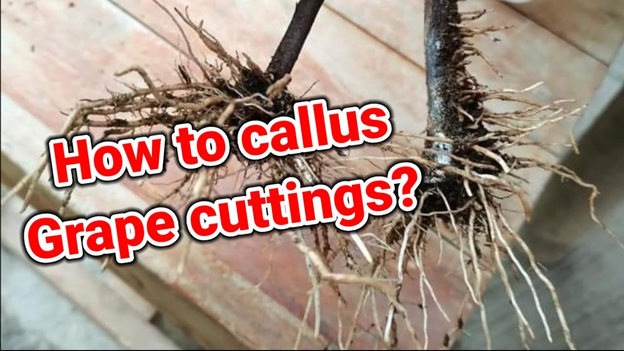 How to callus grapes cuttings - Growing grapes in the Philippines - YouTube