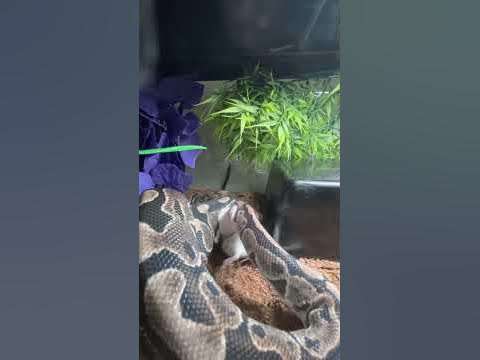 Ball python feeding day! Warning live feeding! - YouTube