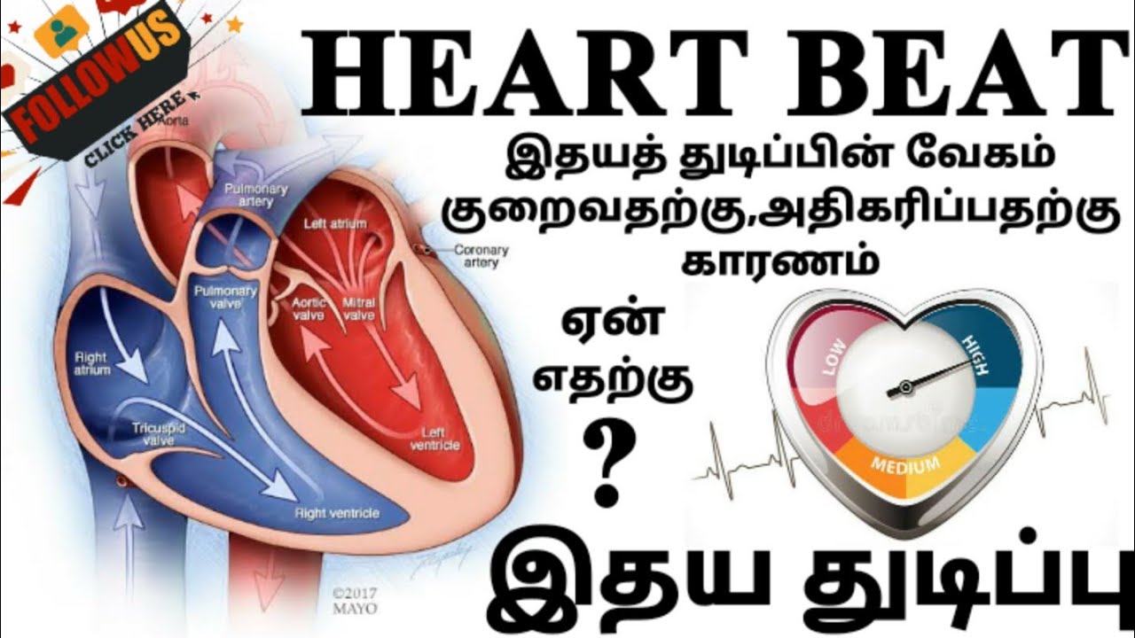 Why Heart Beat Increase And Decrease How To Calculate Tamil Fitness Why Heart Beat Increase And Decrease How To Calculate Tamil Fitness