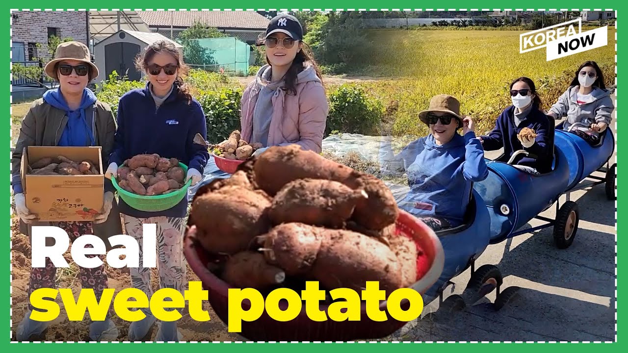 Harvesting Sweet Potatoes & Riding Can Train [THIS IS KOREA] - YouTube