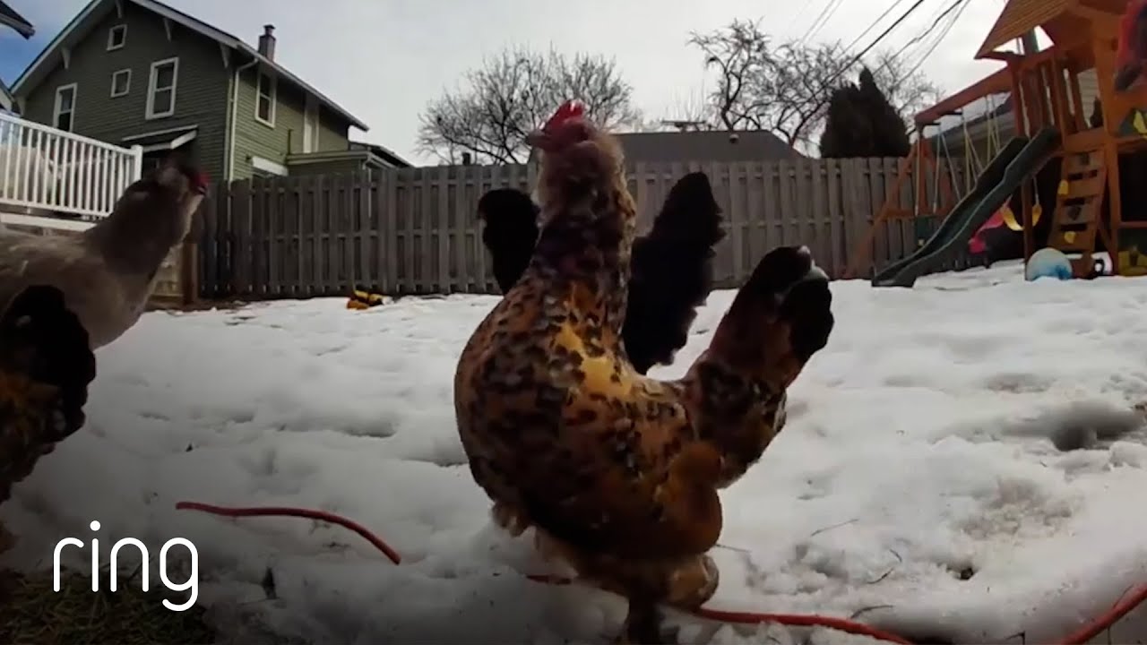 Woman Uses Ring Cam to Tell Her Runaway Chickens to Go to Their Cage ...