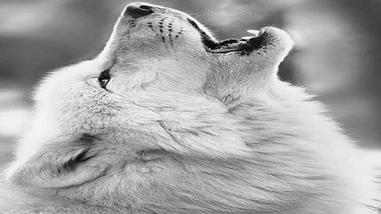 Wolf Sounds - Noises - YouTube