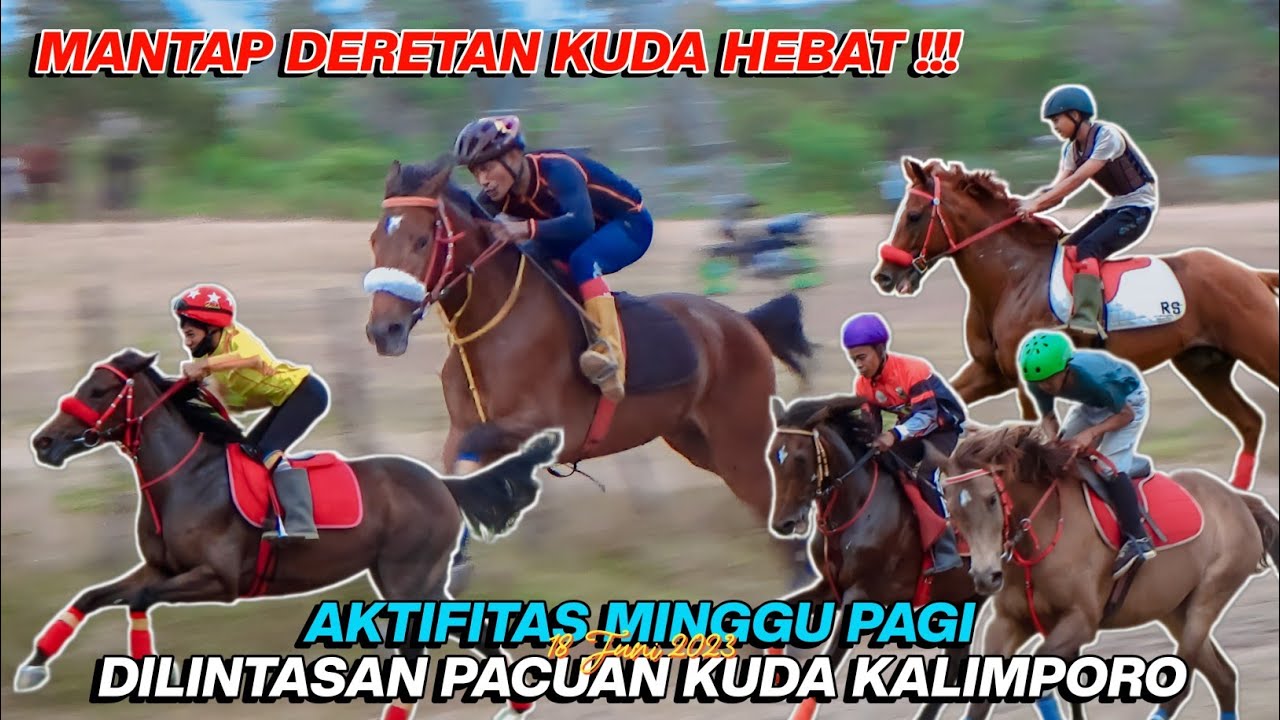 DERETAN KUDA HEBAT AKTIFITAS LATIHAN MINGGU LINTASAN PACU KUDA ...