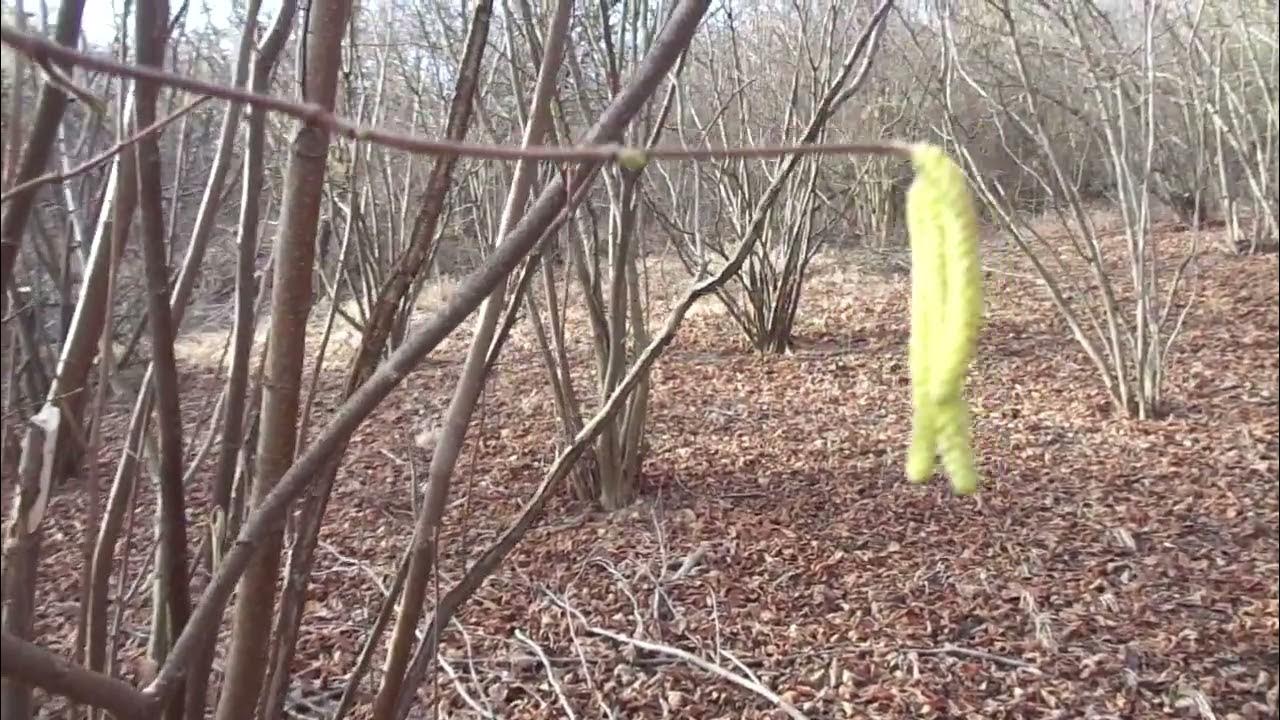 Ни прииск золотой, ни фонтан газовый. А роща лещины... - YouTube