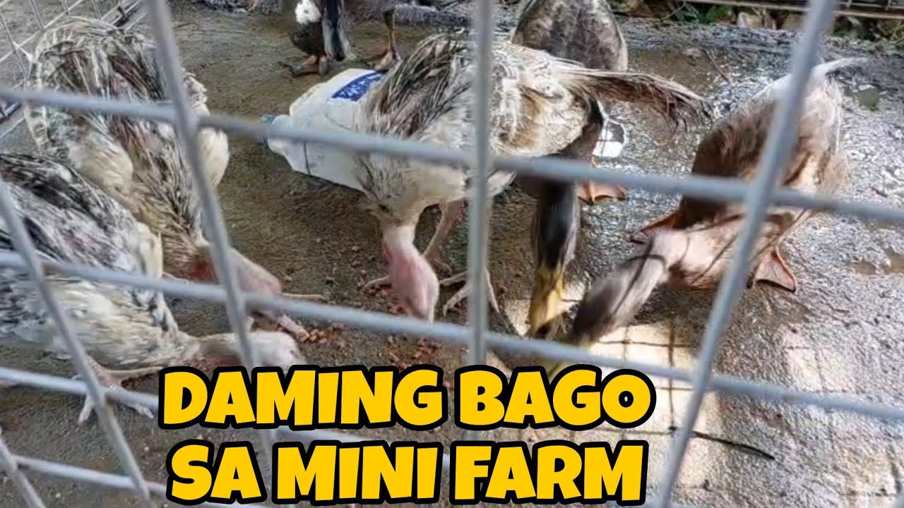ANG DAMING BAGO SA MINI FARM - YouTube