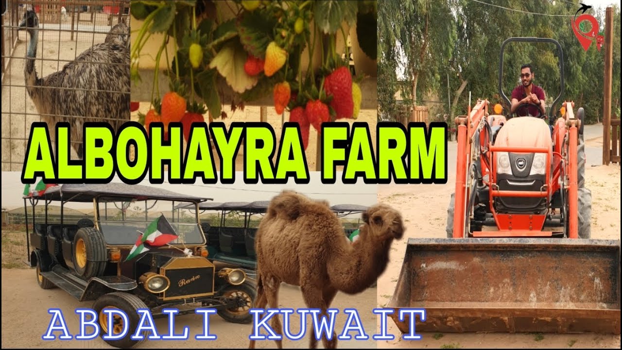 ALBOHAYRA FARM KUWAIT|ABDALI FARM|KUWAIT FARM - YouTube