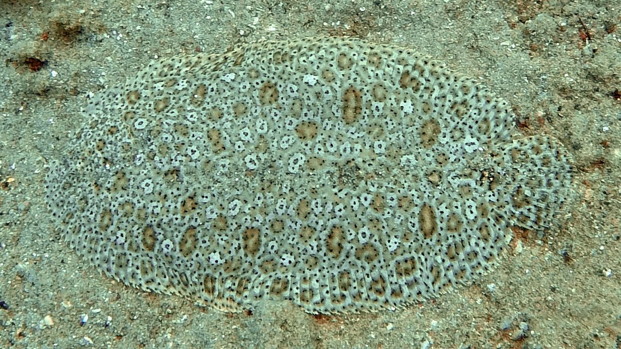 Finless Sole. Pardachirus Marmoratus. Red Sea Moses Sole. - YouTube