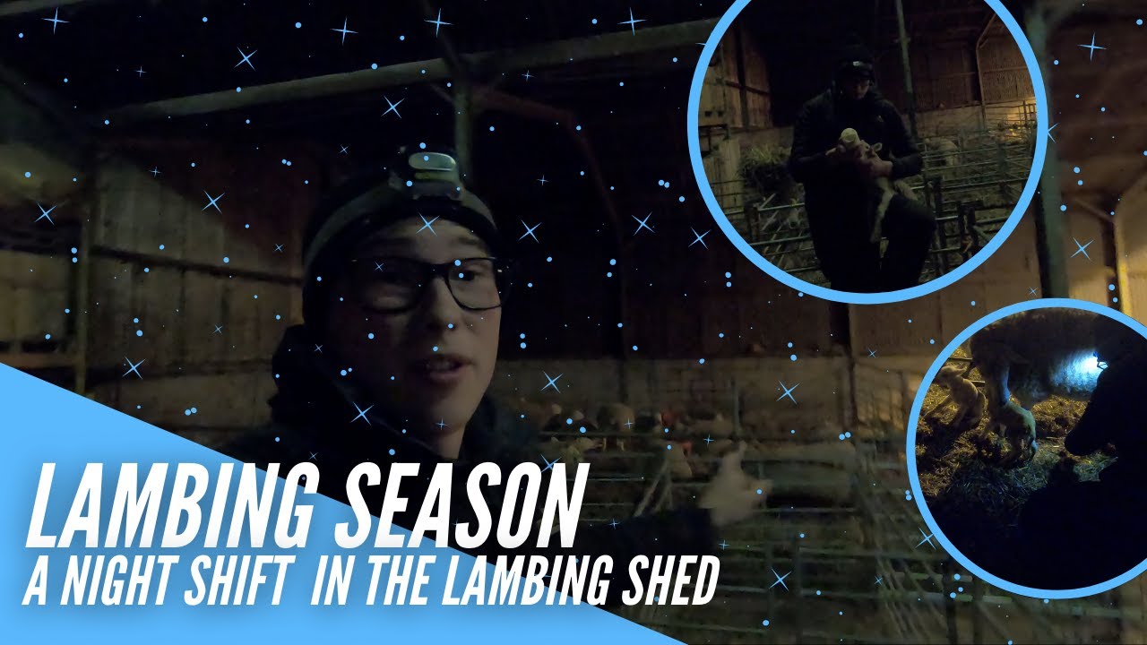 LAMBING SEASON | A NIGHT SHIFT IN THE LAMBING SHED - YouTube