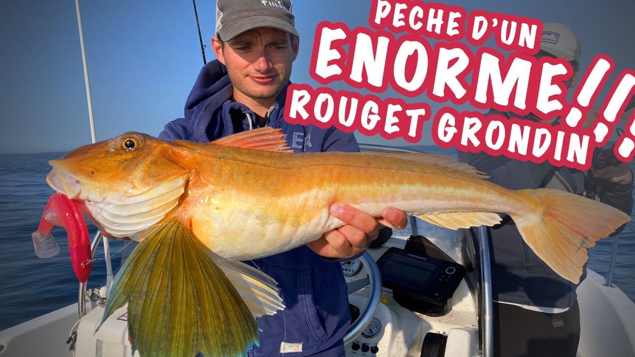 Pêche d'un ENORME Rouget Grondin !!!!! - YouTube