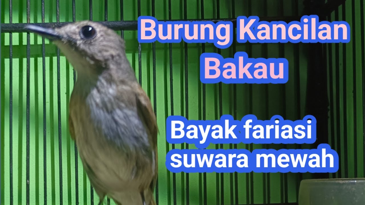 Burung Kancilan Bakau Full Gacoor 💯% - YouTube